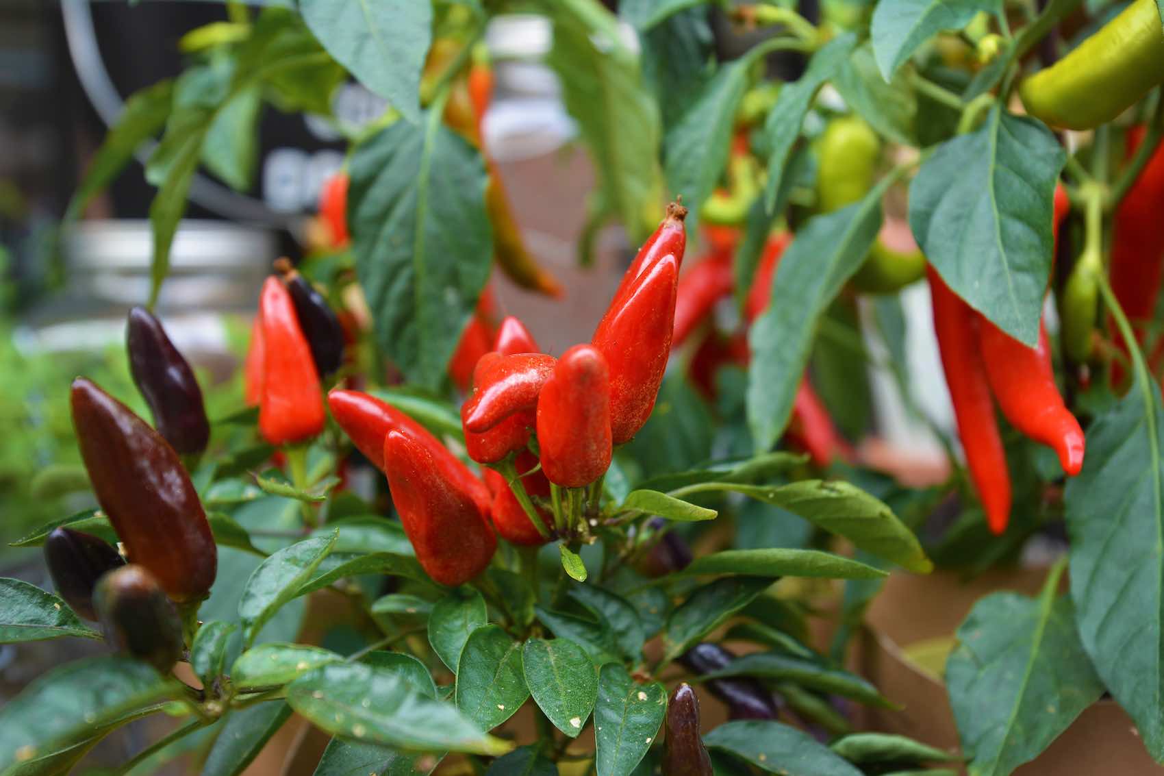 A Guide To Chillies | The Scoville Scale | Tilda Rice UK