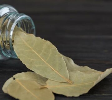 What Are Bay Leaves? | A Guide to Bay Leaves | Tilda Rice UK
