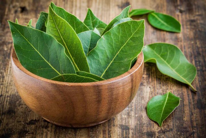 What Are Bay Leaves? | A Guide to Bay Leaves | Tilda Rice UK